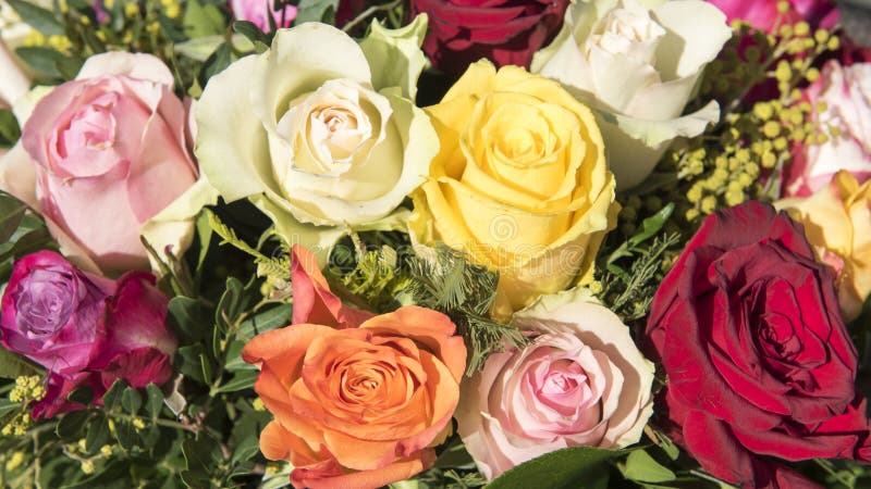 Mehrfarbige Rosen stockbild. Bild von schön, makro, blüte - 88683023