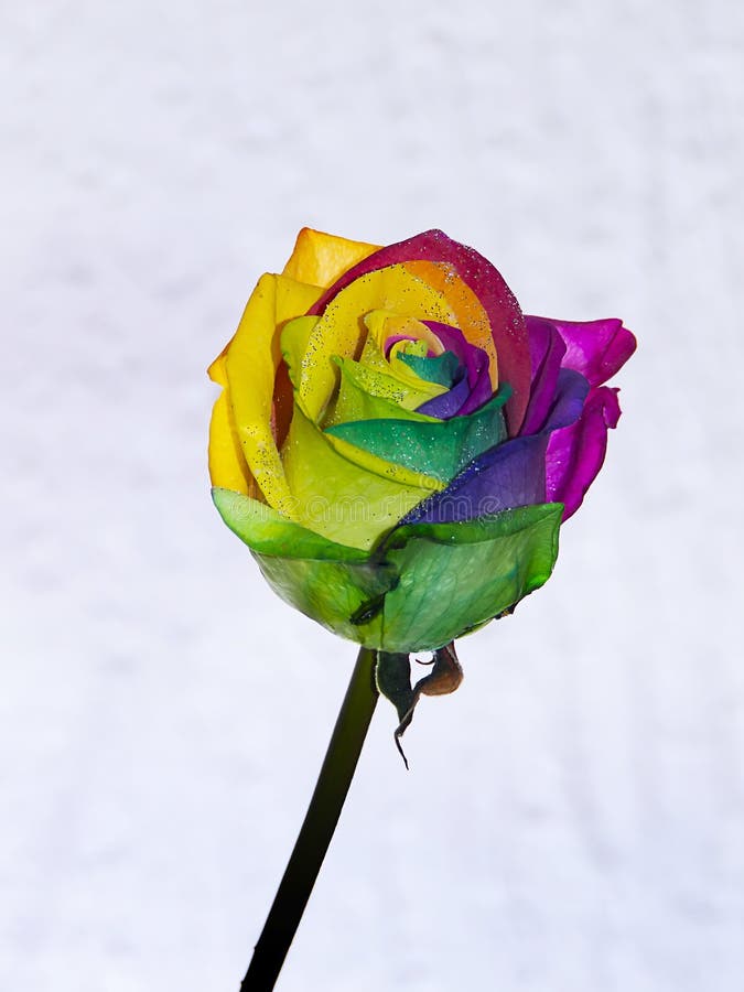 Mehrfarbige Rosen stockfoto. Bild von grün, leuchte, hell - 68311970