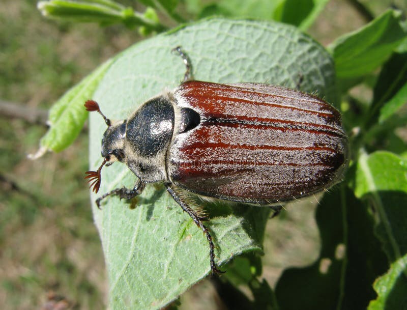 Mei-insect kever stock afbeelding. Afbeelding bestaande uit juni - 9724663