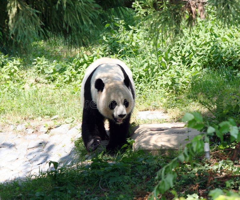 Mei Xiang stock photo. Image of giant, species, feeding - 1001086
