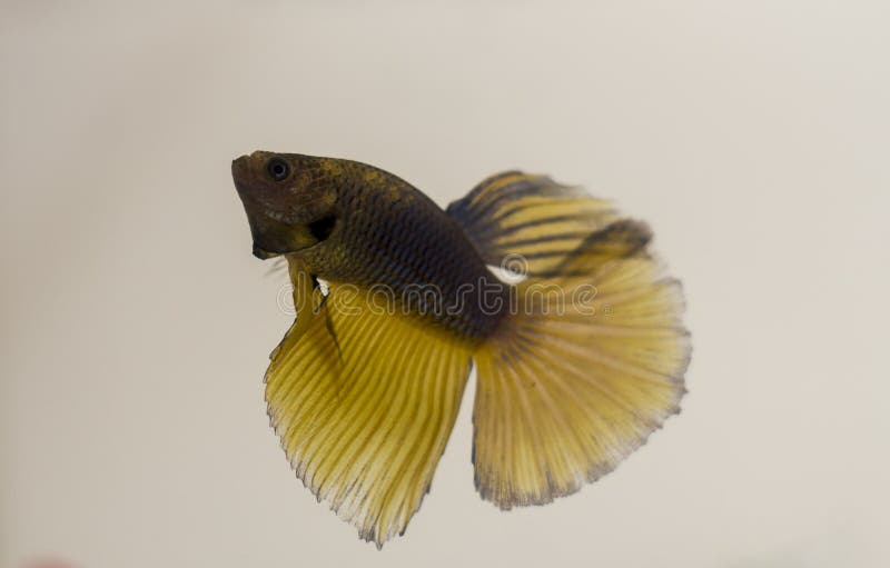 Meia Lua Amarela Azul De Combate Siamese Betta Splendens Dos Peixes ...