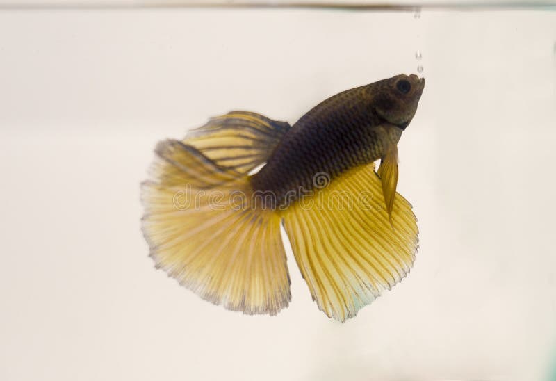 Meia Lua Amarela Azul De Combate Siamese Betta Splendens Dos Peixes O P ...