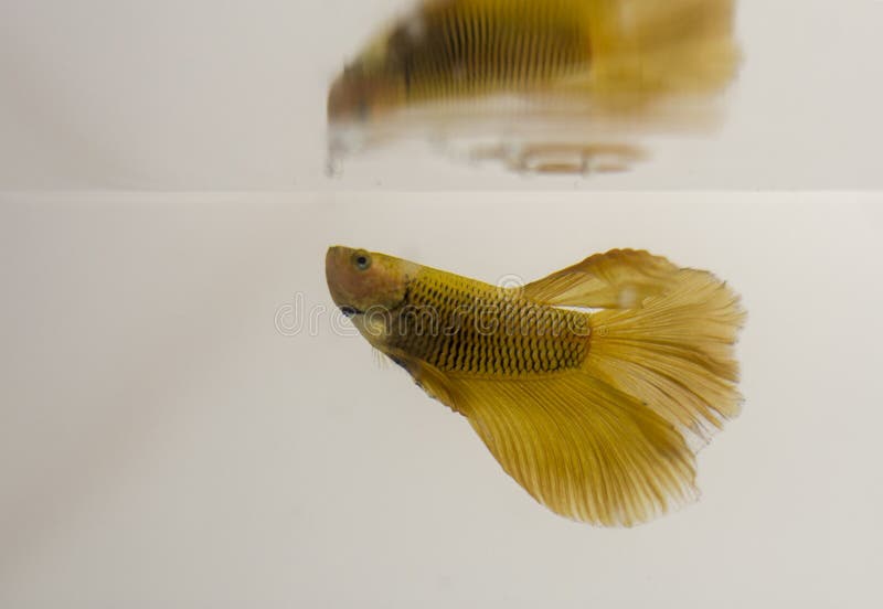 Meia Lua Amarela De Combate Siamese Betta Splendens Dos Peixes São Foto ...
