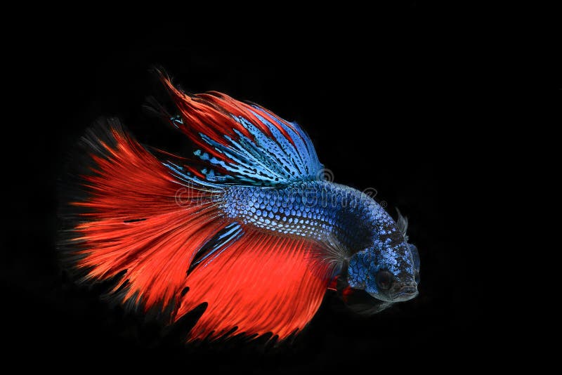 Meia Lua De Combate Siamese Dos Peixes, Peixe De Combate, Splendens De ...