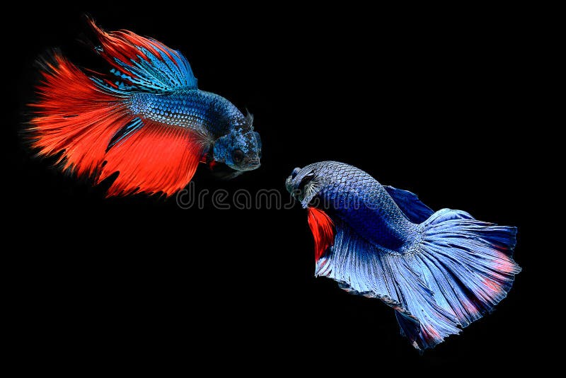 Meia Lua De Combate Siamese Dos Peixes, Peixe De Combate, Splendens De ...