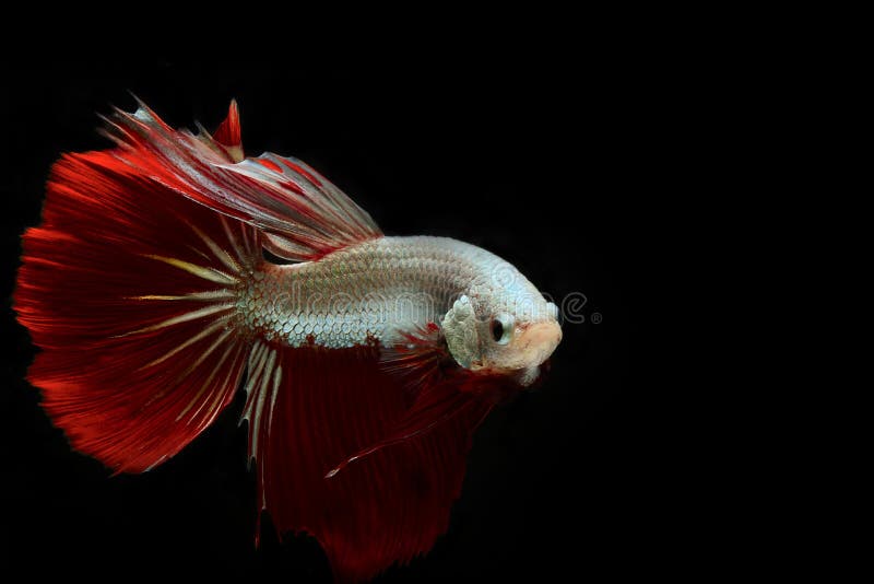 Meia Lua De Combate Siamese Dos Peixes, Peixe De Combate, Splendens De ...