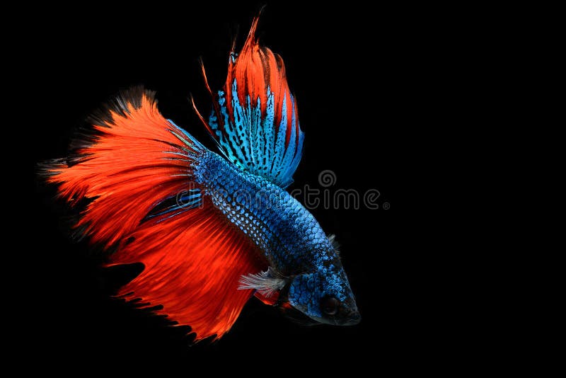 Meia Lua De Combate Siamese Dos Peixes, Peixe De Combate, Splendens De ...