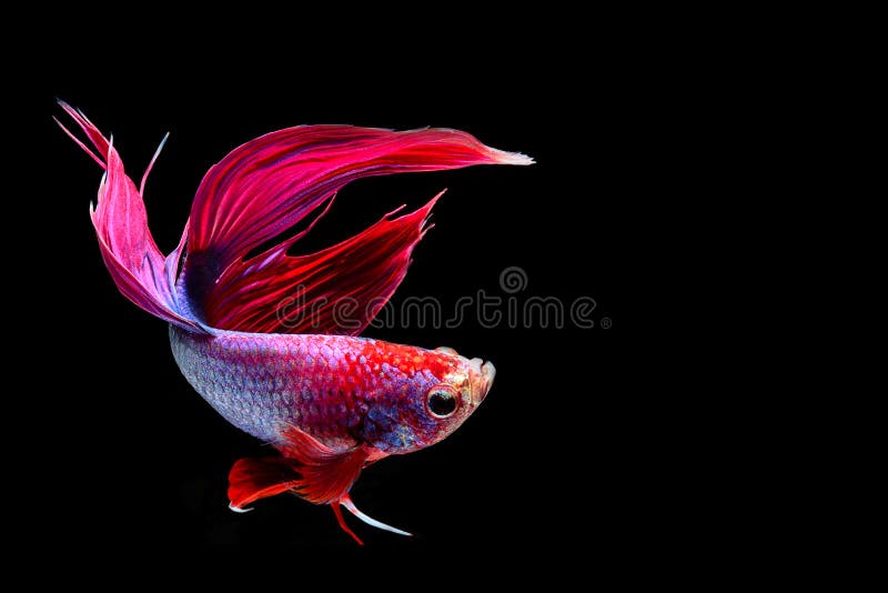 Meia Lua De Combate Siamese Dos Peixes, Peixe De Combate, Splendens De ...