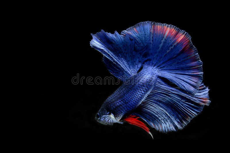 Meia Lua De Combate Siamese Dos Peixes, Peixe De Combate, Splendens De ...