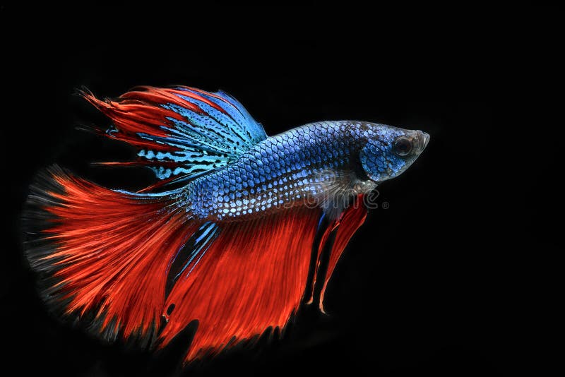 Meia Lua De Combate Siamese Dos Peixes, Peixe De Combate, Splendens De ...