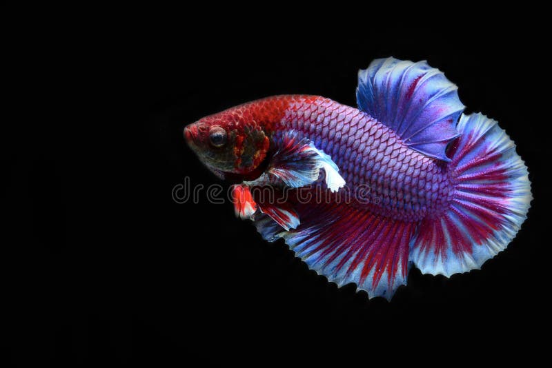 Meia Lua De Combate Siamese Dos Peixes, Peixe De Combate, Splendens De ...