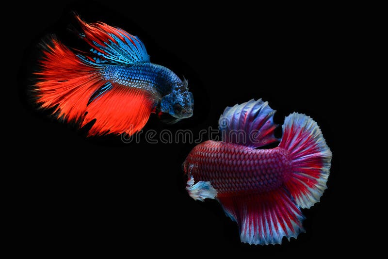 Meia Lua De Combate Siamese Dos Peixes, Peixe De Combate, Splendens De ...