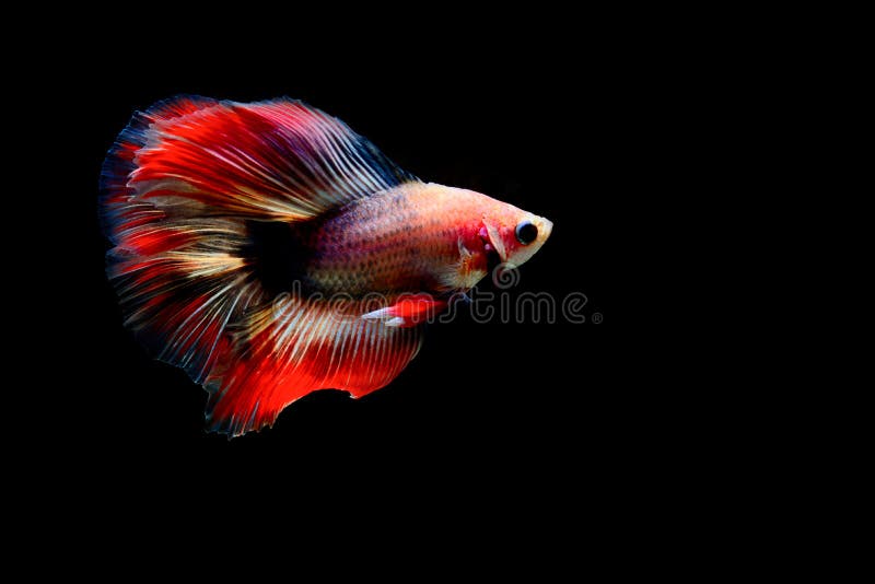 Meia Lua De Combate Siamese Dos Peixes, Peixe De Combate, Splendens De ...