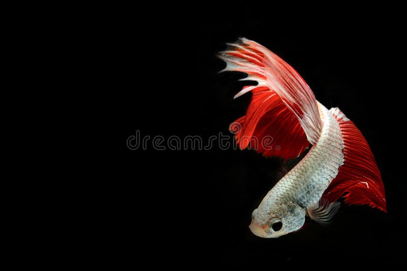 Meia Lua De Combate Siamese Dos Peixes, Peixe De Combate, Splendens De ...