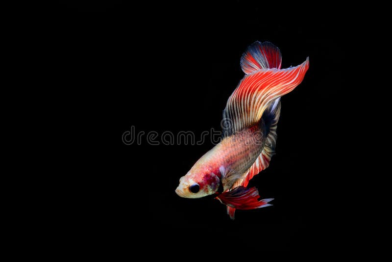 Meia Lua De Combate Siamese Dos Peixes, Peixe De Combate, Splendens De ...