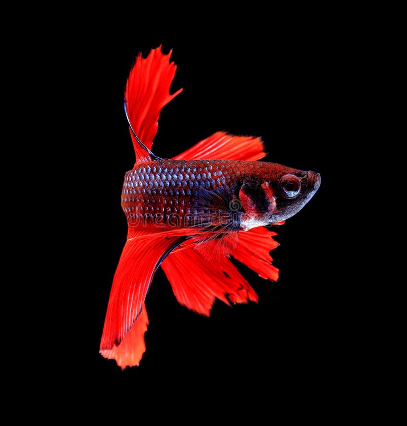 Meia Lua De Combate Siamese Vermelha E Azul Dos Peixes, Isolado Dos ...