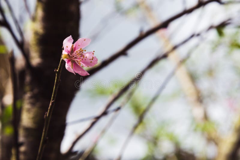 Meihua stock photo. Image of blue, chinese, nature, season - 80523734