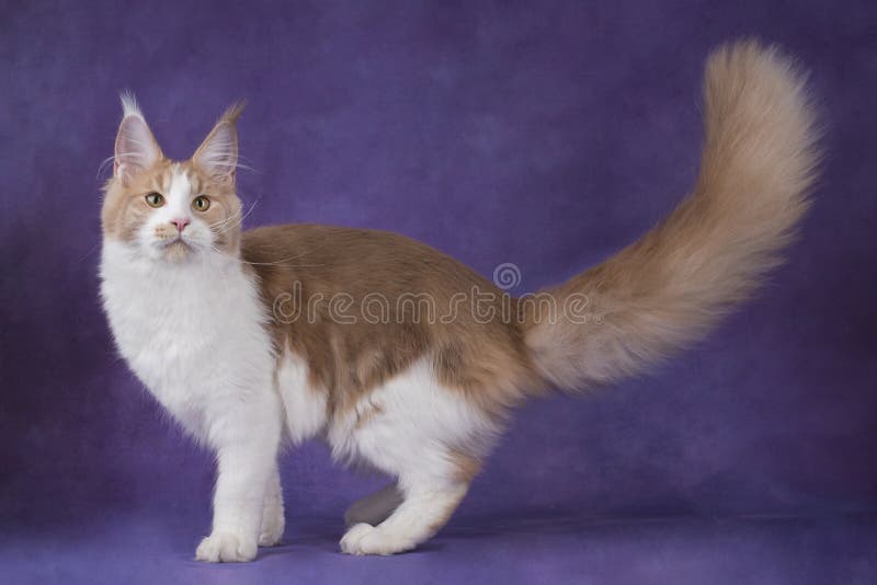 Meikun Cat Stock Photos - Free & Royalty-Free Stock Photos from Dreamstime