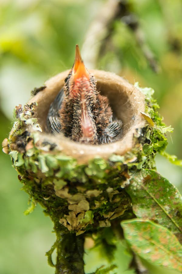 Nid De Colibri Avec Un Oeuf Image stock - Image du tropiques, animal ...