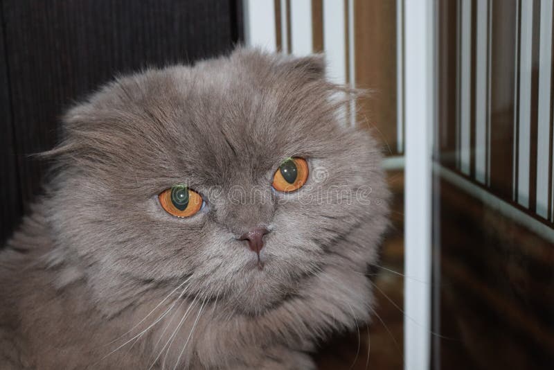 Mein Haustier Ist Meine Katze Stockbild - Bild von grau, inländisch ... Mein Haustier Ist Meine Katze Stockbild - Bild von grau, inländisch ...