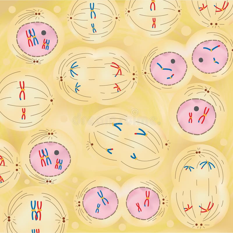 Meiosis Diagram Stock Illustrations – 165 Meiosis Diagram Stock ...