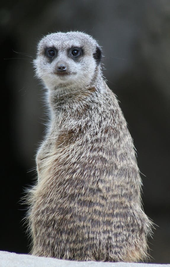 Meir Cat stock photo. Image of meir, nature, wildlife - 12941238