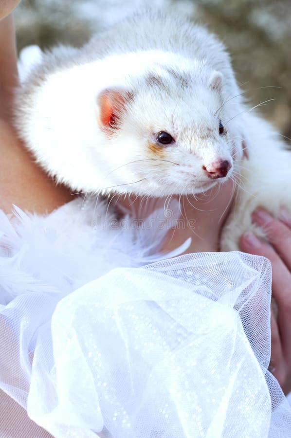 Wit fret stock afbeelding. Image of grijs, huisdier, vriendschap - 31145245