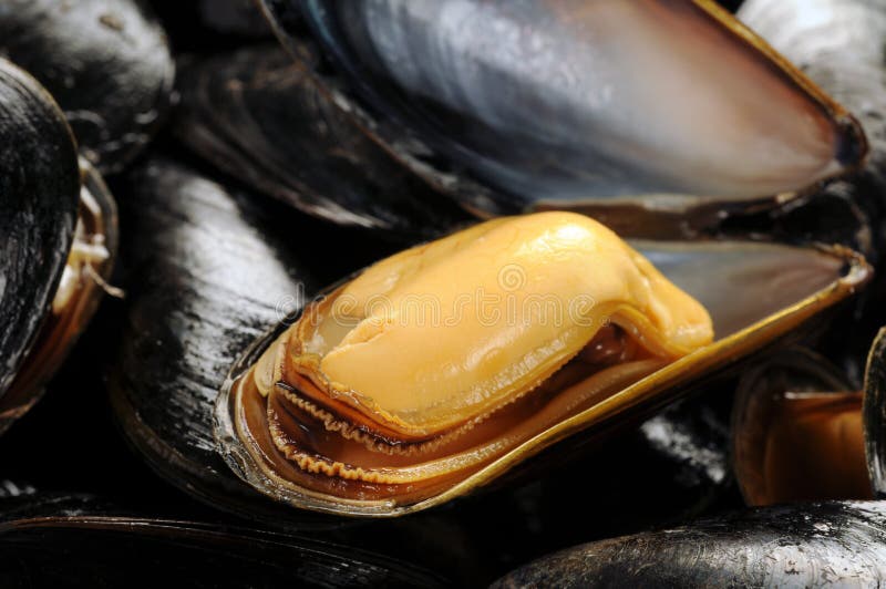 Mejillón azul foto de archivo. Imagen de ostra, comida - 19424142