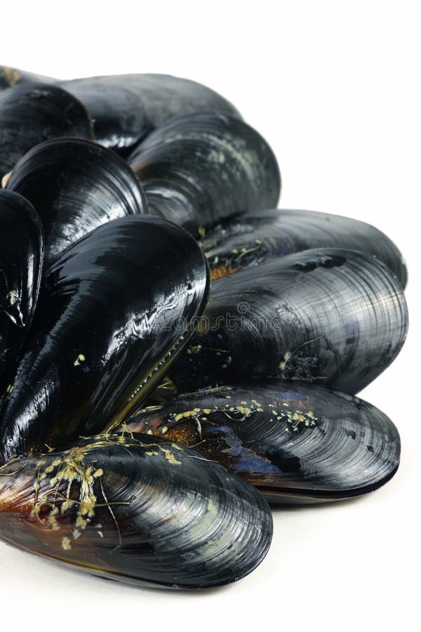 Mejillón fresco imagen de archivo. Imagen de cierre, negro - 16141499