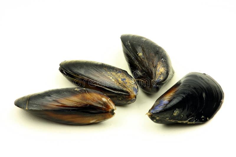Mejillón fresco imagen de archivo. Imagen de cierre, negro - 16141499