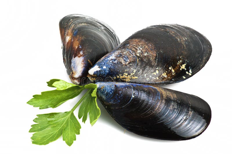 Mejillones negros foto de archivo. Imagen de anaranjado - 57962786