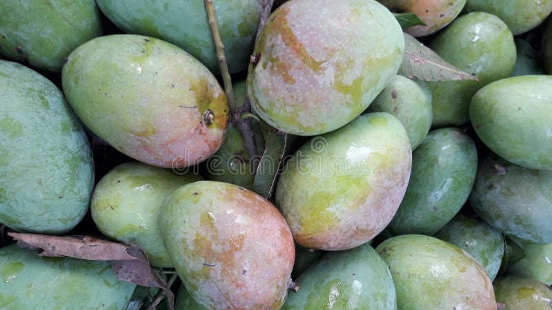 Mejor Mango Indio De La Fruta Imagen editorial - Imagen de bengala ...
