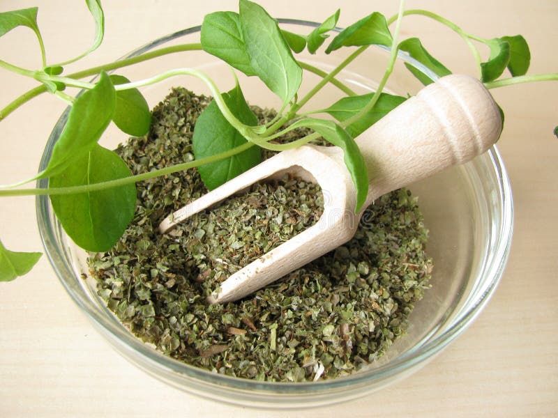 Mejorana imagen de archivo. Imagen de herbario, condimento - 17706571