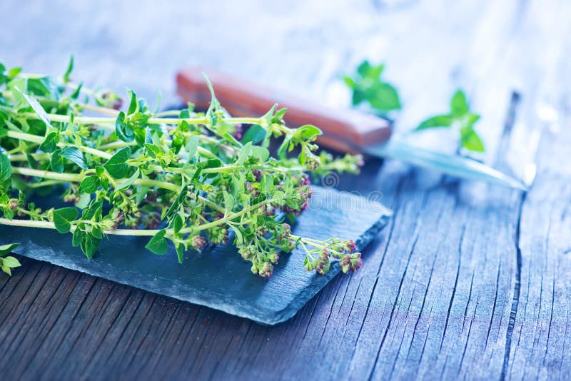 Mejorana imagen de archivo. Imagen de herbario, condimento - 17706571