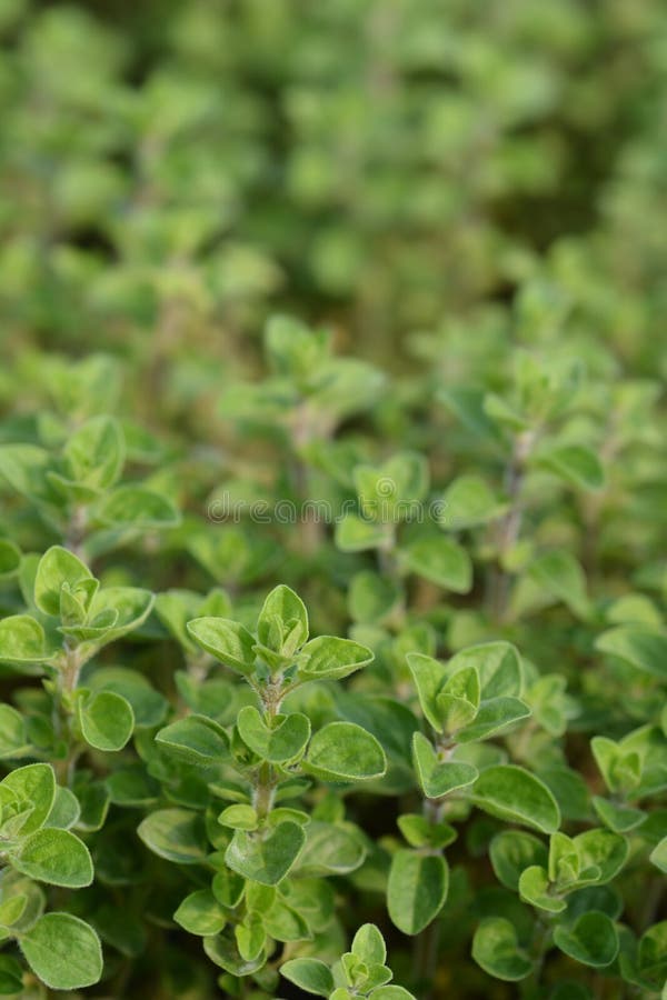 Mejorana com?n imagen de archivo. Imagen de resorte - 160029923