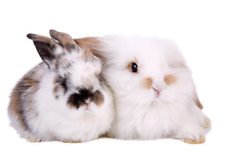 Conejo Negro Y Conejo Del Blanco Imagen de archivo - Imagen de ansioso ...