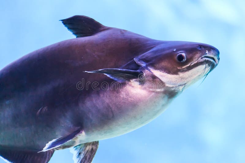 Mekong Catfish stock image. Image of catfish, jungle - 31949803