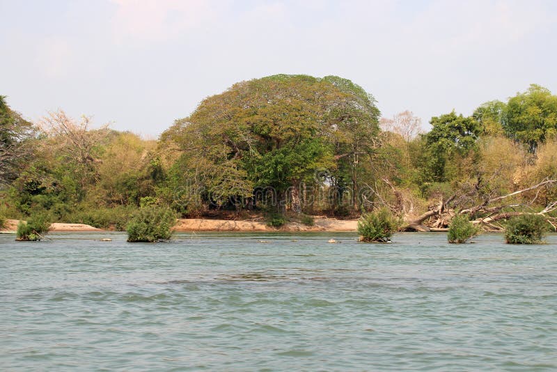 Mekong River and Trees in Laos Stock Photo - Image of tree, bush: 315926856