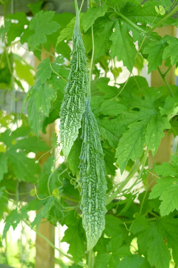 Hoja amarga del melón foto de archivo. Imagen de amargo - 33855004