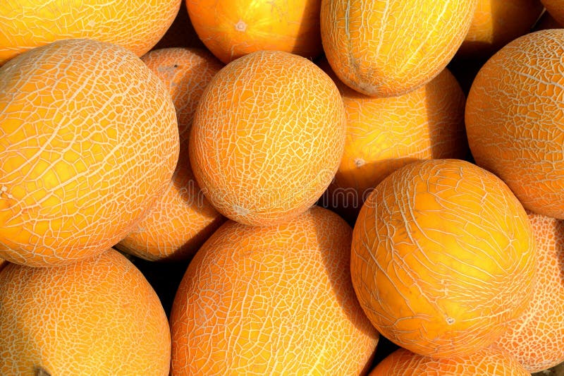 Plantação Do Melão Com Melões Maduros Foto de Stock - Imagem de rural ...