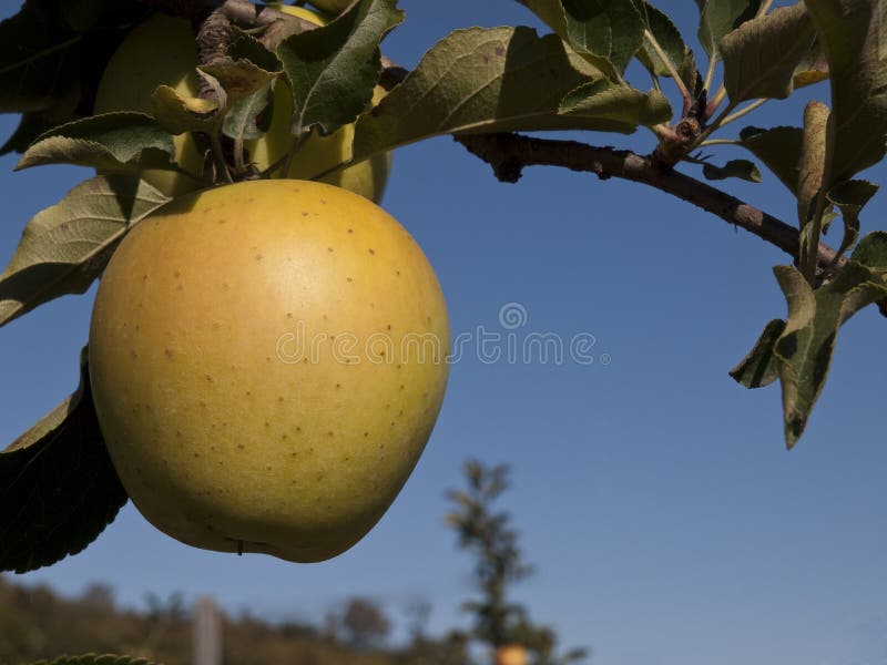 Mela stock photo. Image of details, tree, fruit, food - 21559310