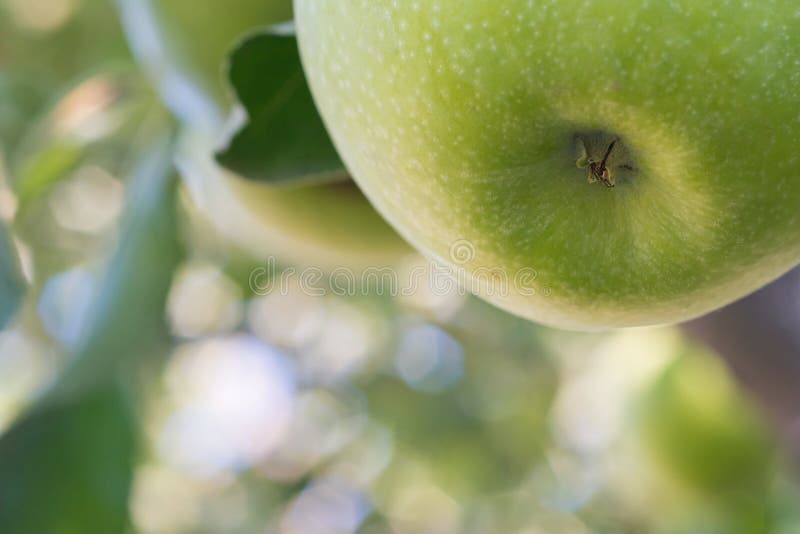 Mela verde immagine stock. Immagine di freschezza, frutte - 26787495