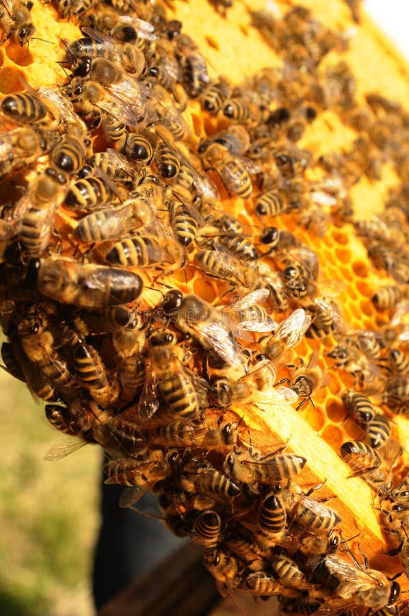 Melada Com Abelhas Produtoras De Mel Ocidentais Imagem de Stock ...