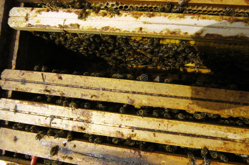 Melada Com Abelhas Produtoras De Mel Ocidentais Foto de Stock - Imagem ...