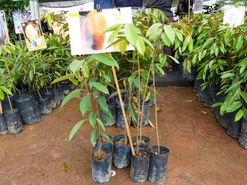 Seedling Sprout Durian Stock Photos - Free & Royalty-Free Stock Photos ...