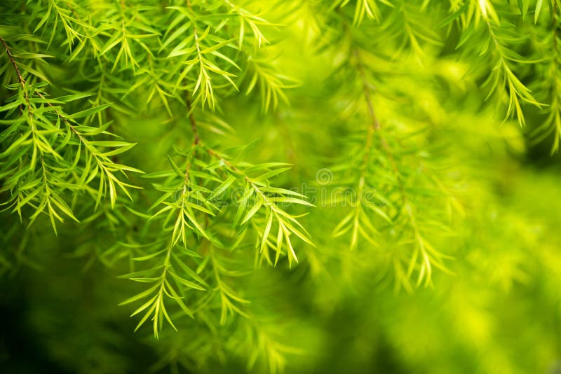 Melaleuca Bracteata- White Cloud Tree Close-up View Stock Image - Image ...