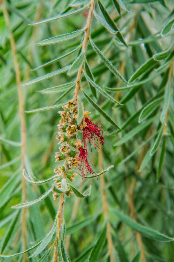 The common red stock image. Image of food, citrina, crimson - 132550075