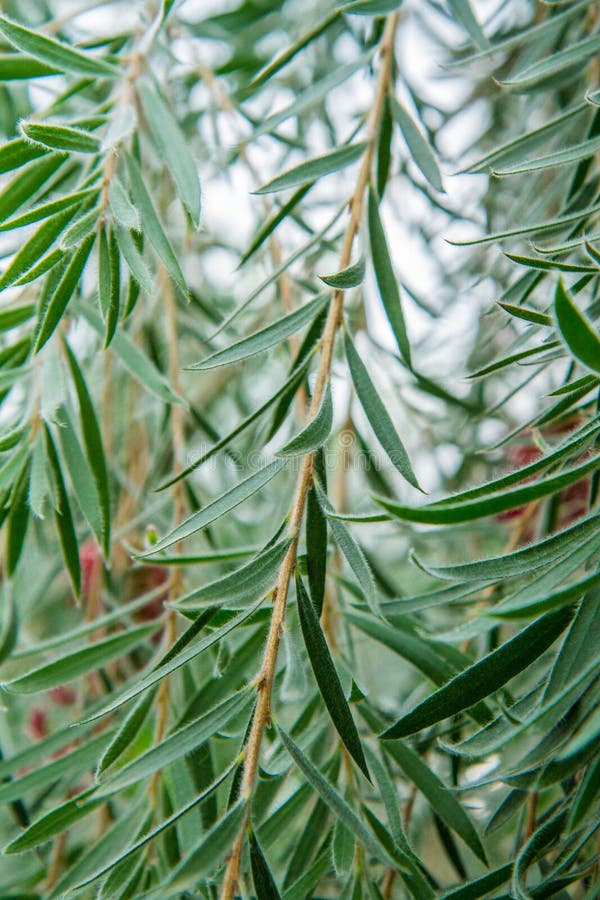 Melaleuca Citrina, Commonly Known As Common Red, Crimson Or Lemon ...
