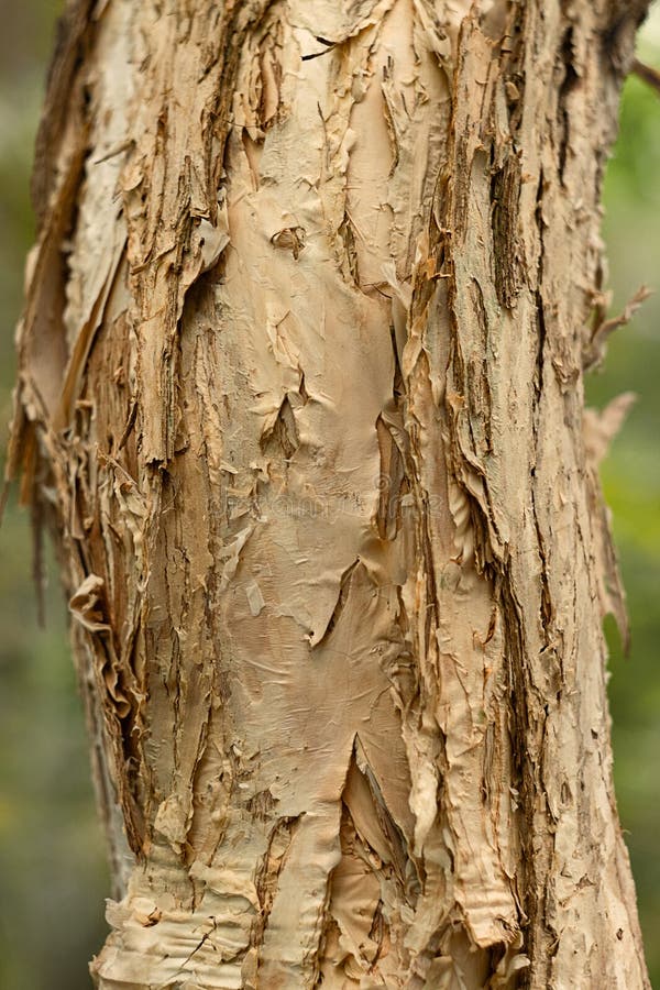 Melaleuca . Paperbark. Close-up of the Trunk of a Tea Tree. Melaleuca ...
