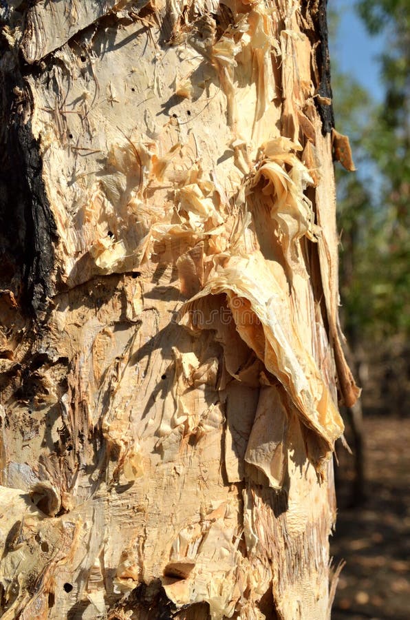 Melaleuca (Paperbark) Trees in Swamp Stock Photo - Image of paperbark ...